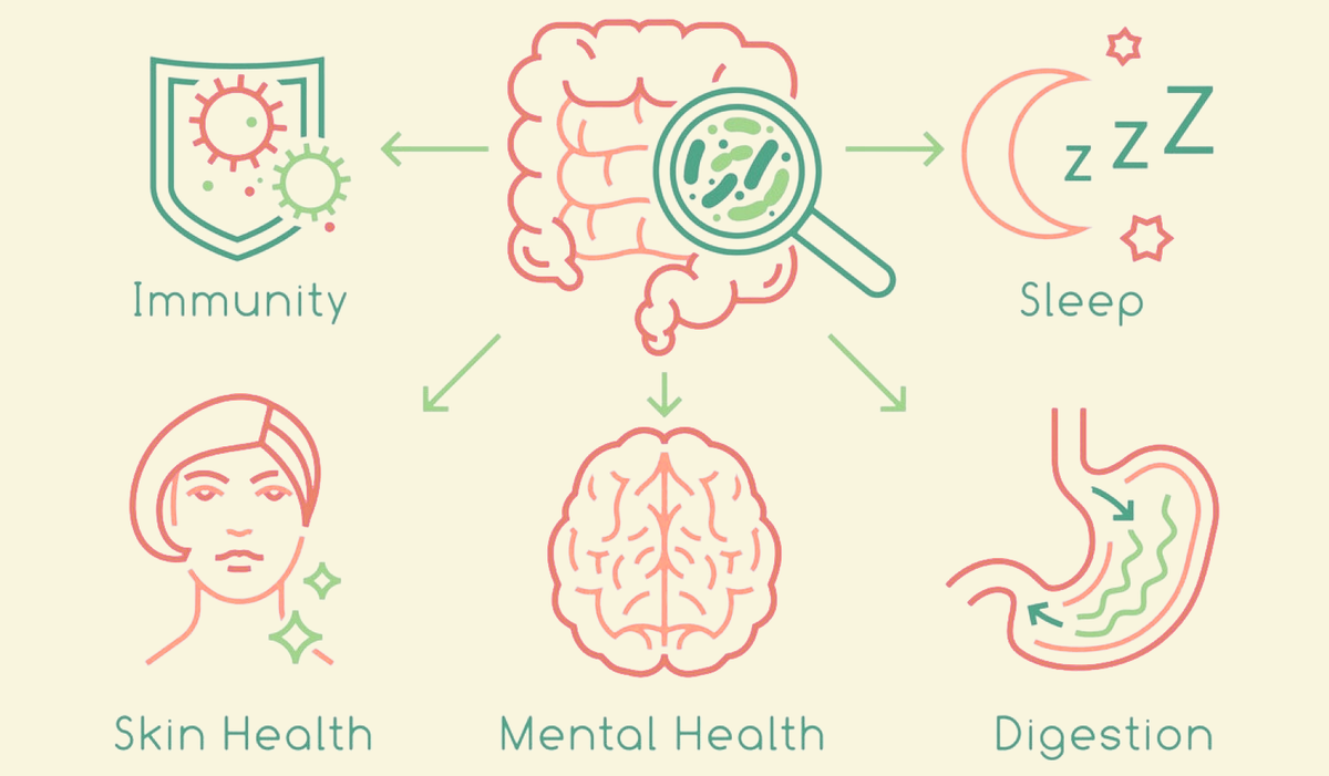 Take Proactive Steps for a Healthy Gut and Promote a Healthy Life